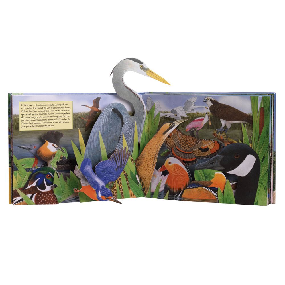 Oiseaux du monde | Nature & Découvertes