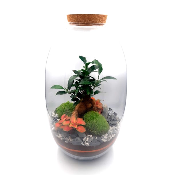 Terrarium Pagoda en verre
