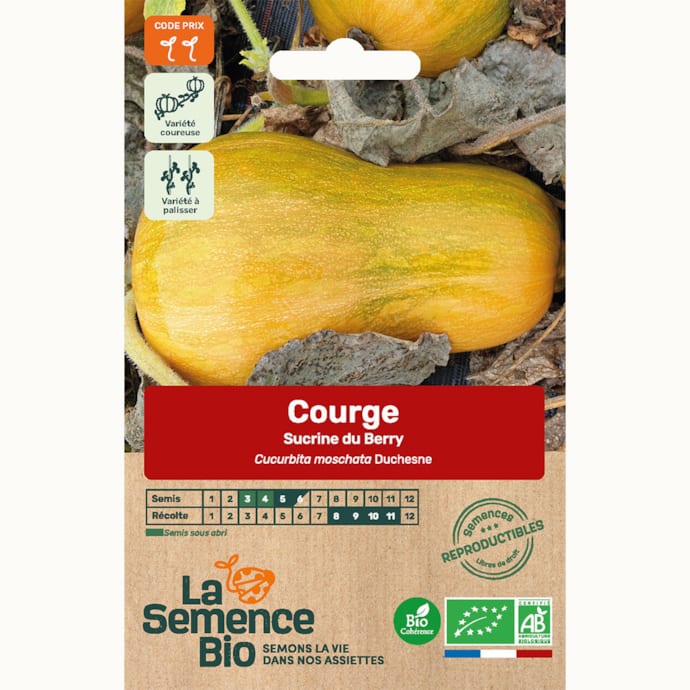 Courge sucrine du berry bio