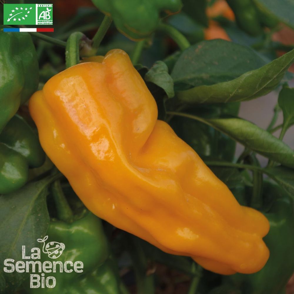 Poivron petit marseillais bio | Nature & Découvertes