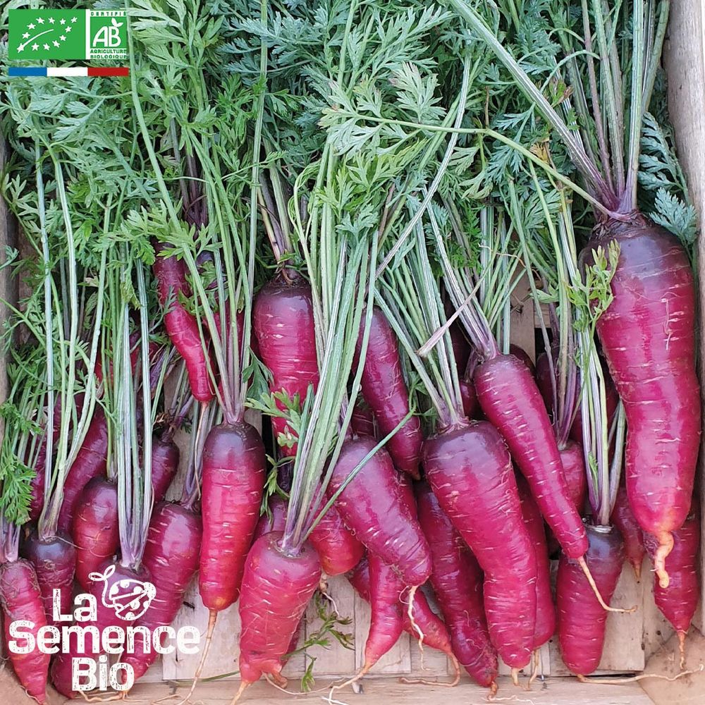 Carotte rouge sang bio | Nature & Découvertes