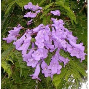 Schinus terebinthifolius (poivre rose)