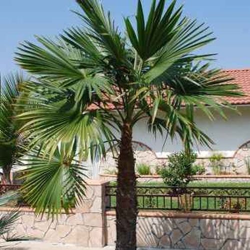 Trachycarpus latisectus