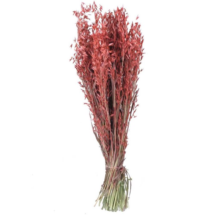 Bouquet fleurs séchées avoine rouge