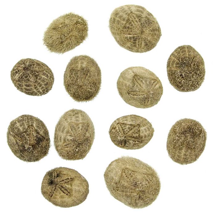 Hérissons de mer - 3 à 5 cm - lot de 5 | Nature & Découvertes