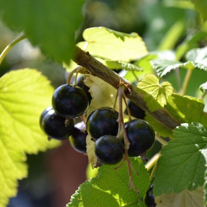 Cassis andega - pot de 5l