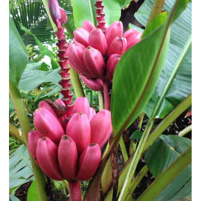 Bananier musa velutina 6 l -60-80 cm