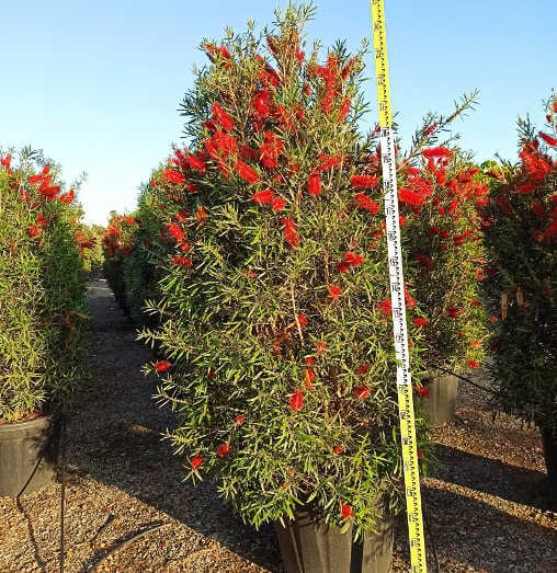 Callistemon 'captain cook' 35 l 150-175 cm