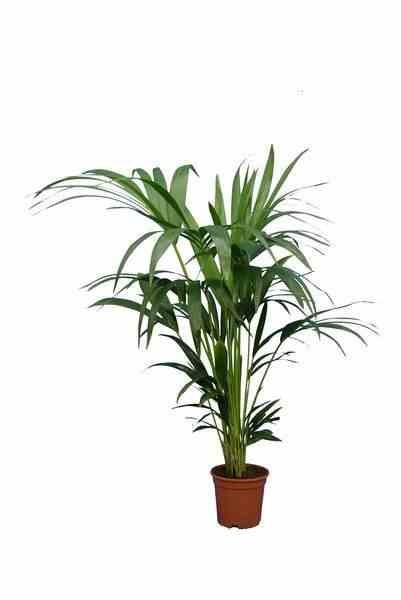 Howea forsterianakentia 25 l 200-225 cm | Nature & Découvertes