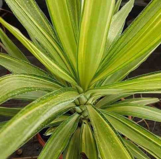 Yucca elephantipes 'jewel' 10 l 60-80 cm