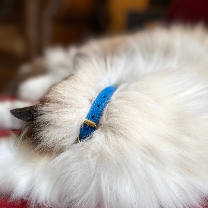 Collier pour chat lynx lynx by maurice en cuir grainé - taille 1 - bleu