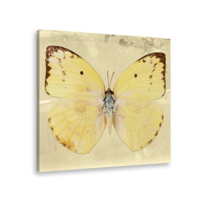 Tableau papillons catopsilia | Nature & Découvertes