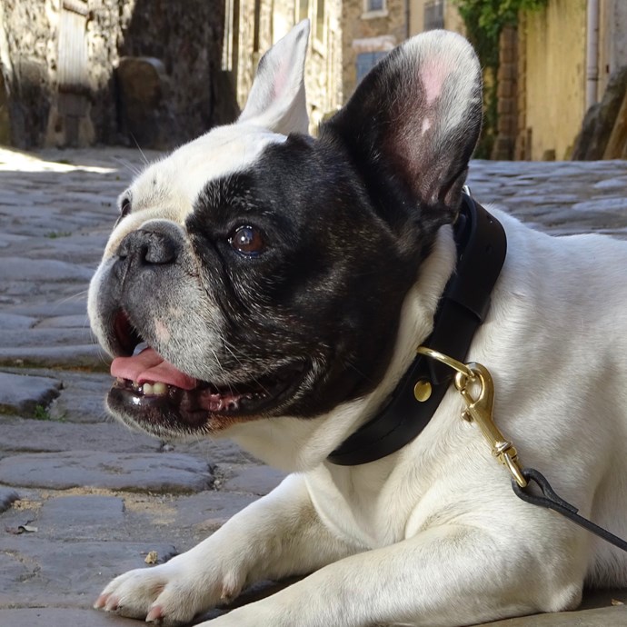 Collier pour chien canis lupus - taille m - noir