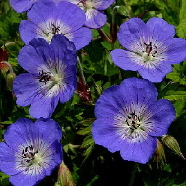 6 x géranium vivace - geranium 'jolly bee' - godet 9x9 cm
