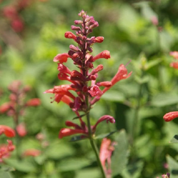 6 x agastache à odeur de fenouil - agastache hybride 'kudos red ...