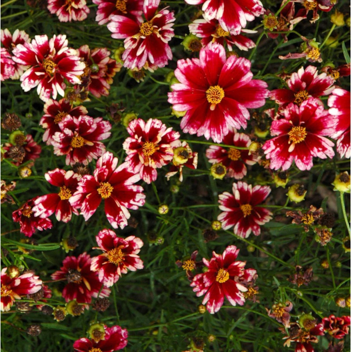 6 x coreopsis 'ruby frost' - godet 9x9 cm
