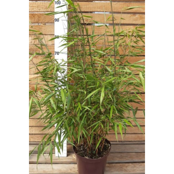 Bambou Non Tracant 1m50
