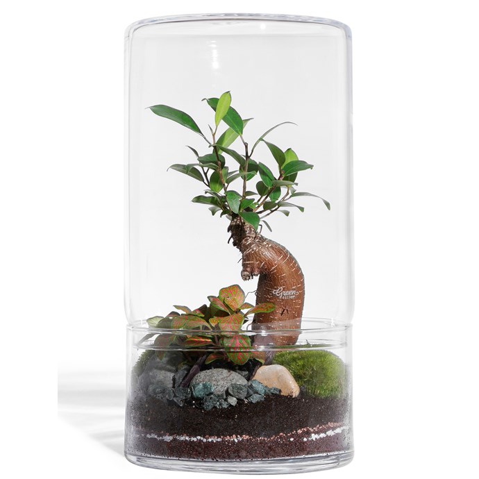Terrarium jungle tower large | Nature & Découvertes