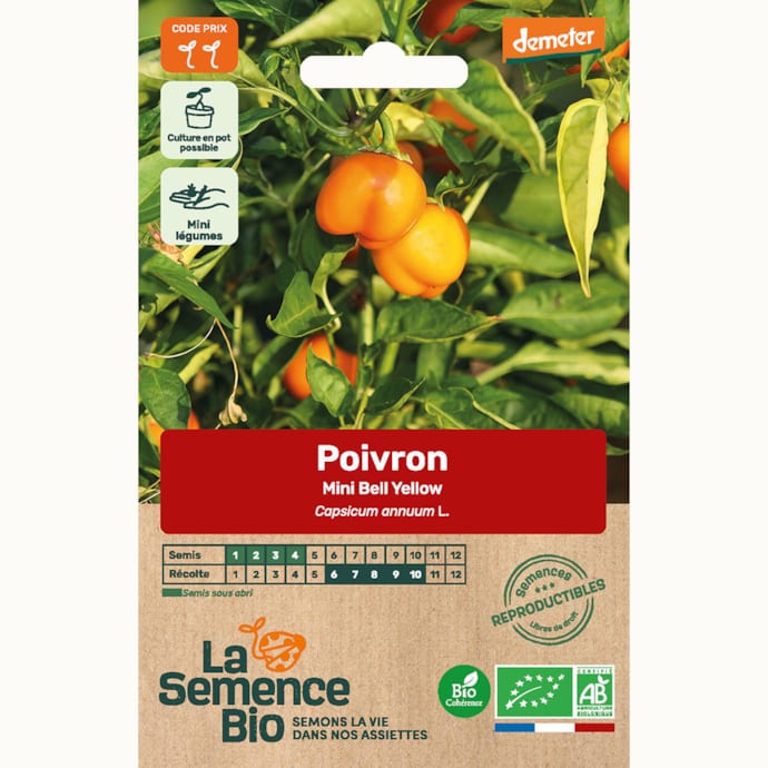 Poivron mini bell yellow - graines bio