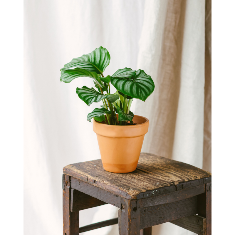 Calathea plante - Nature & Découvertes