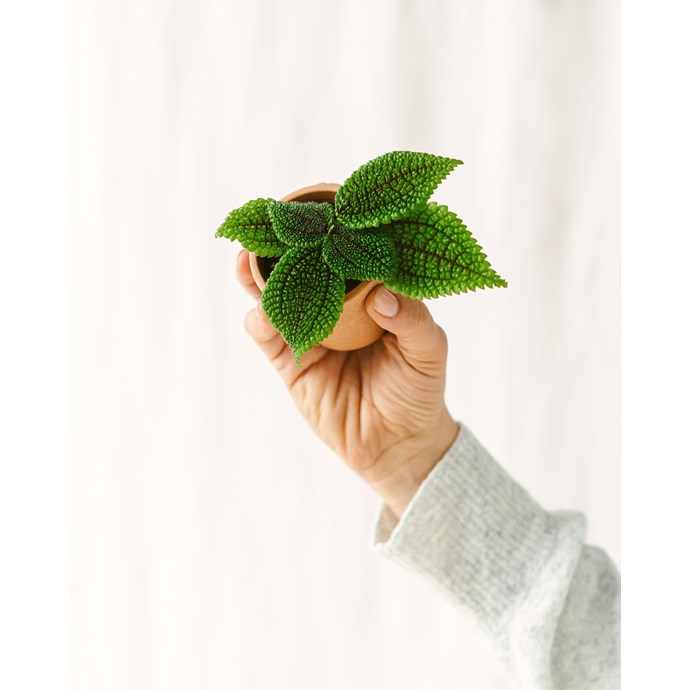 Mini pilea involucrata | Nature & Découvertes