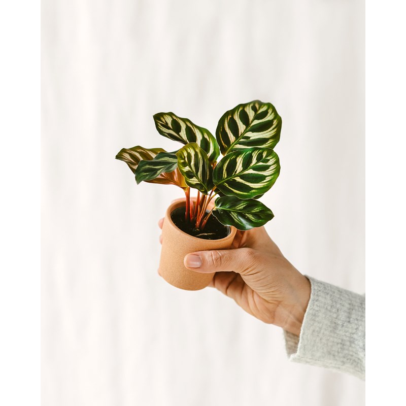 Calathea plante - Nature & Découvertes