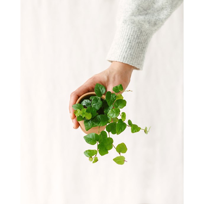 Mini ficus pumila | Nature & Découvertes