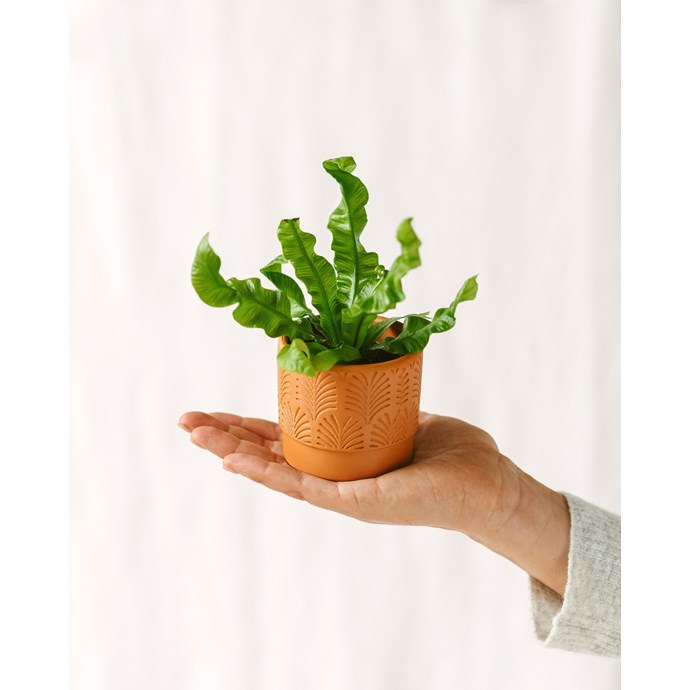 Mini asplenium nidus crispy waves