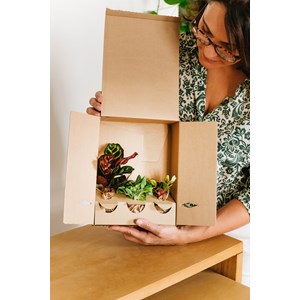 Mini asplenium nidus crispy waves | Nature & Découvertes