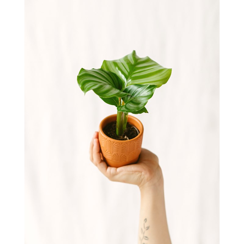 Calathea plante - Nature & Découvertes