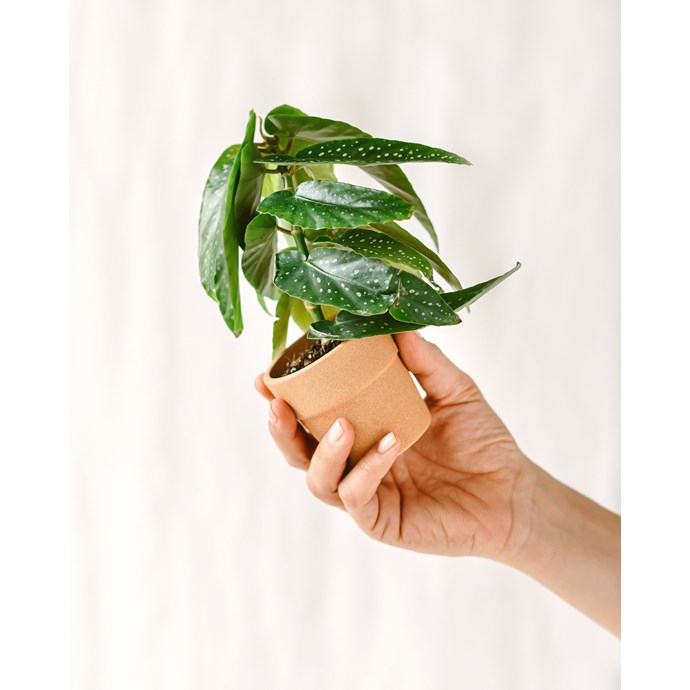 Mini begonia albopicta | Nature & Découvertes