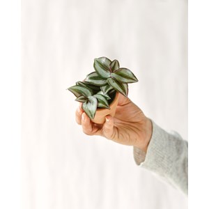 Mini tradescantia 'pink joy' | Nature & Découvertes