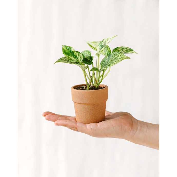 Mini pothos marble queen | Nature & Découvertes