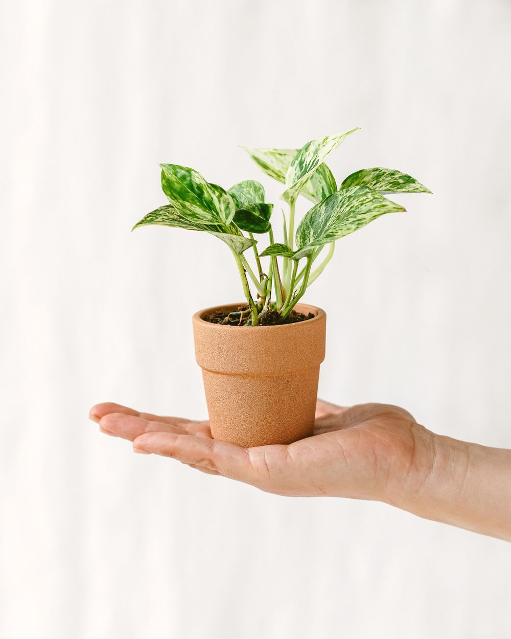 Mini pothos marble queen | Nature & Découvertes