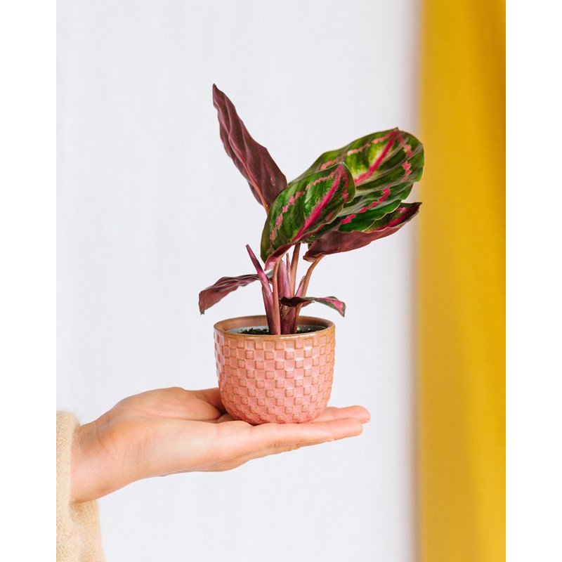 Calathea plante - Nature & Découvertes
