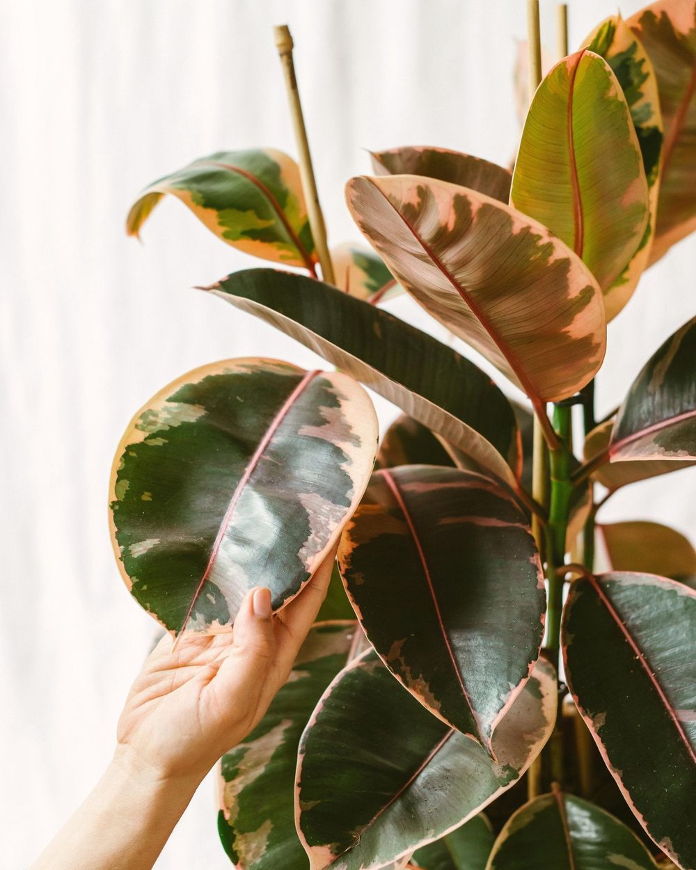 Ficus elastica belize | Nature & Découvertes