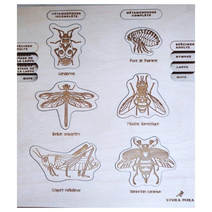 Puzzle le cycle de vie des insectes | Nature & Découvertes