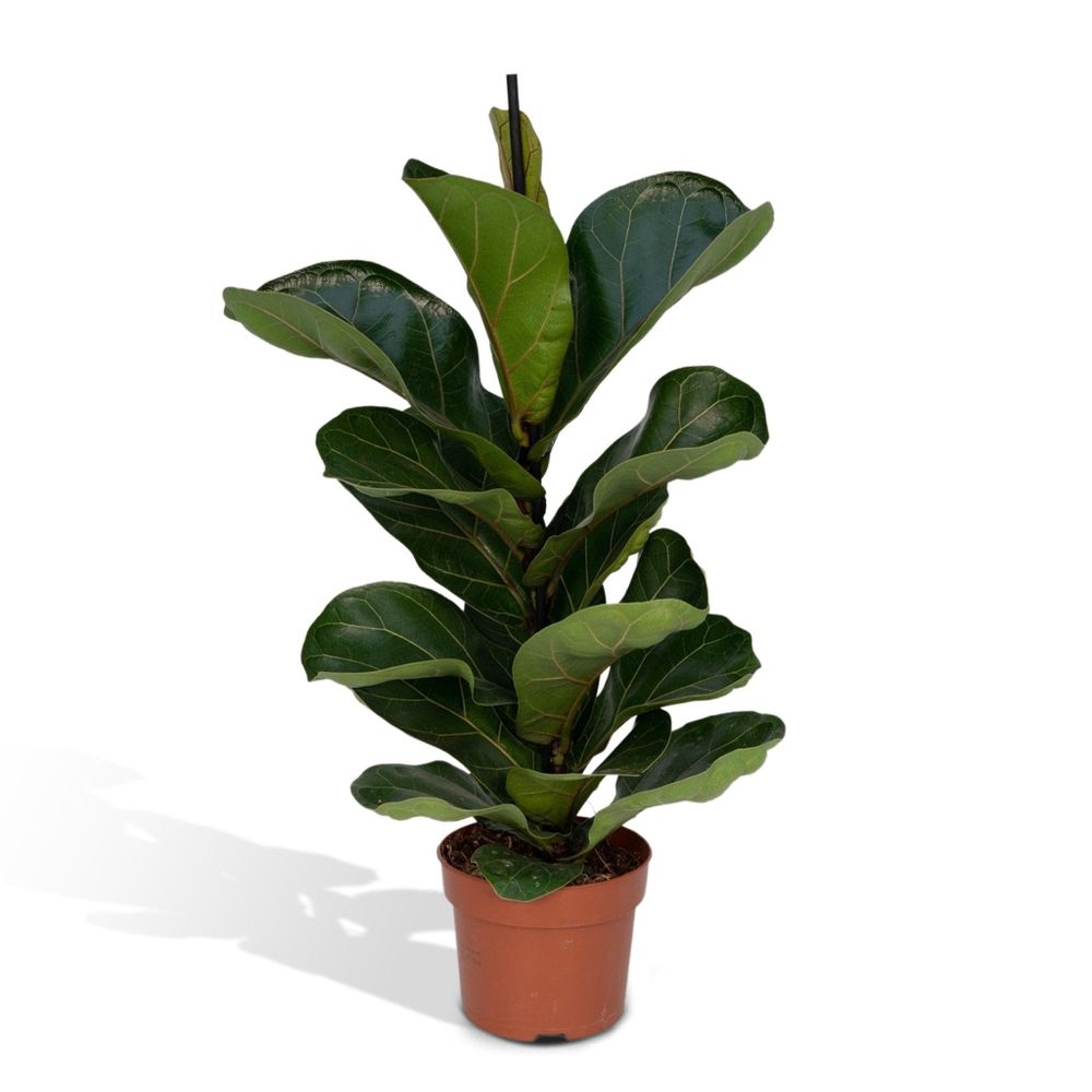 Ficus lyrata bambino | Nature & Découvertes
