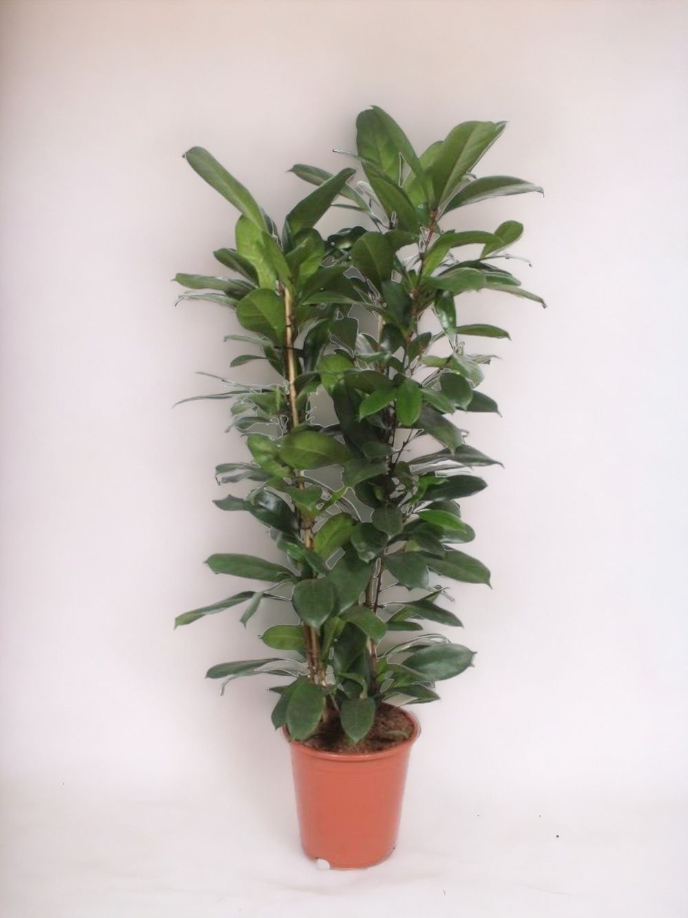 Ficus cyathistipula | Nature & Découvertes