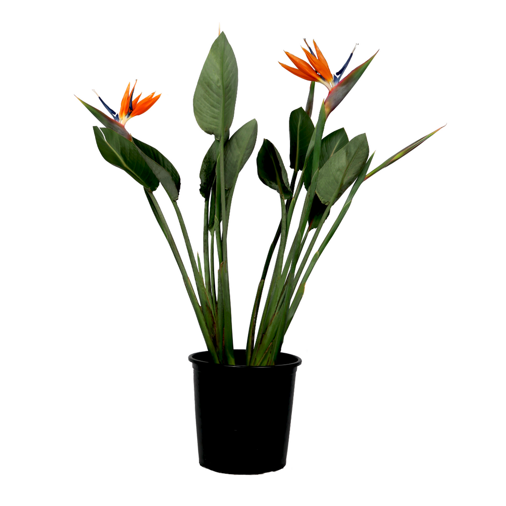 Strelitzia oiseau de paradis plante xl | Nature & Découvertes