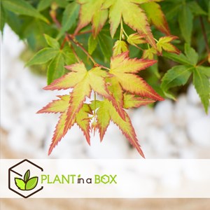 Érable japonais little princess - 2 | Nature & Découvertes