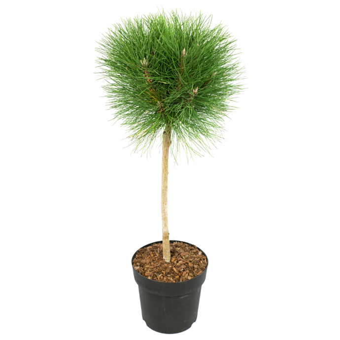 Pinus summer breeze pin nain sur tige