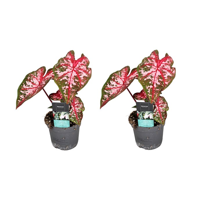 Caladium carolyn whorton - 2