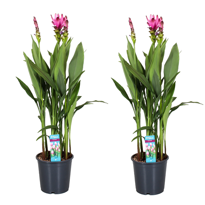 Xl curcuma al siam splash - 2