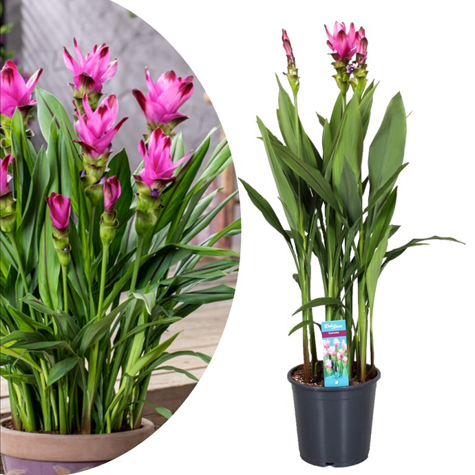 Xl curcuma al siam splash