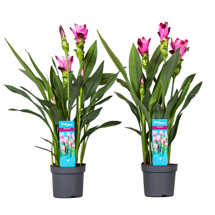 Curcuma al siam splash - 2